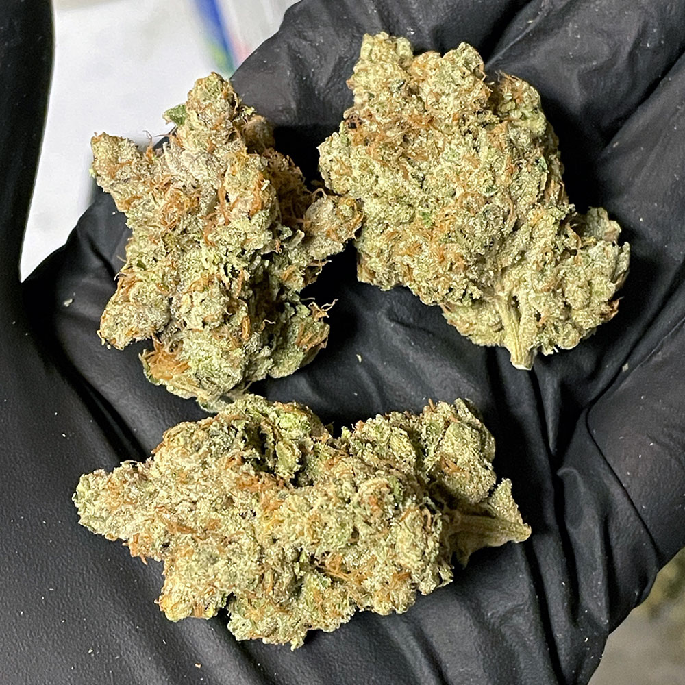 Black Triangle | Segra's Cultivar Catalogue