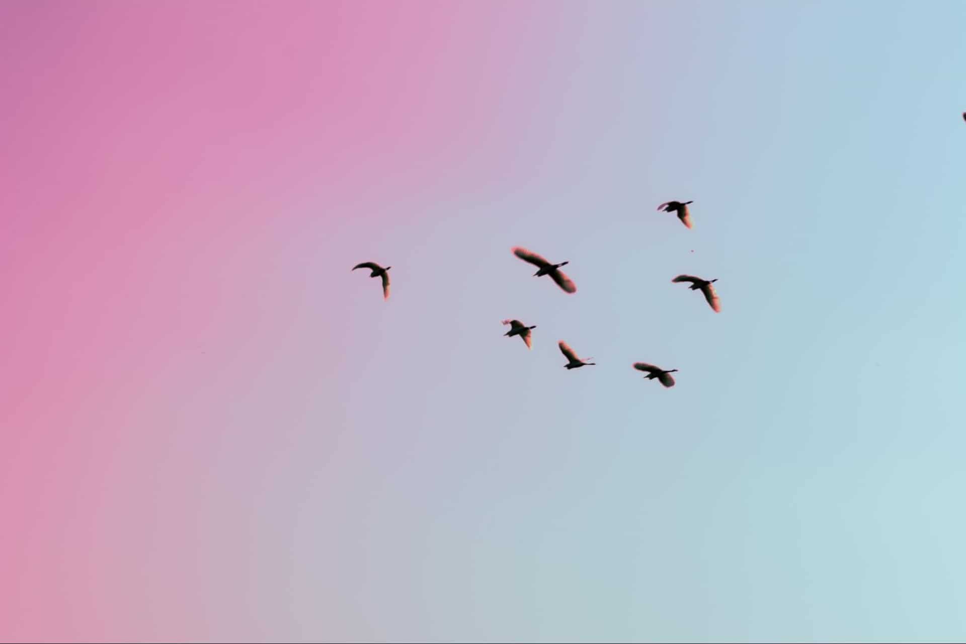 Bird Behavior: Identification Through Observation