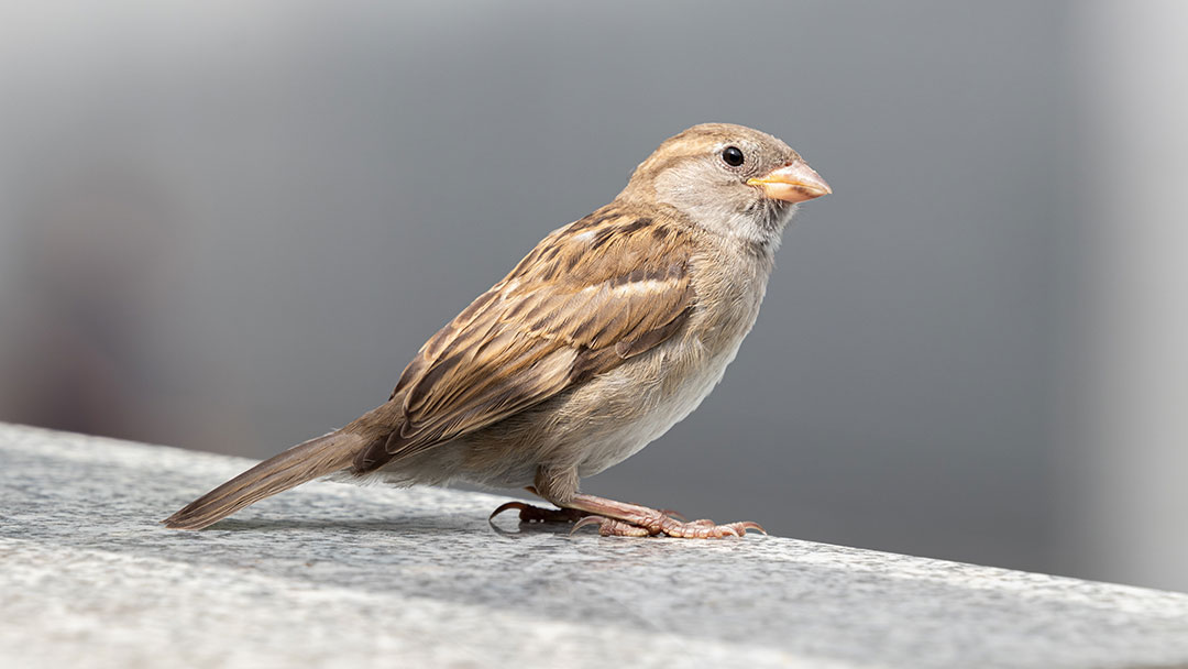 Sparrow Identification: Learn Streaked Sparrow ID