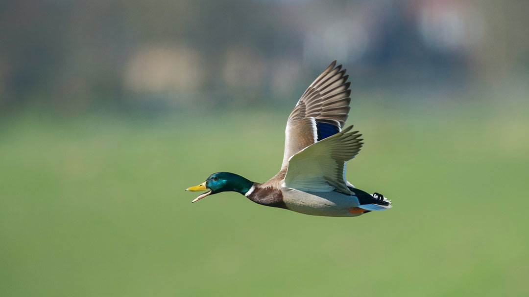 Duck Bill Anatomy & Function Made Easy