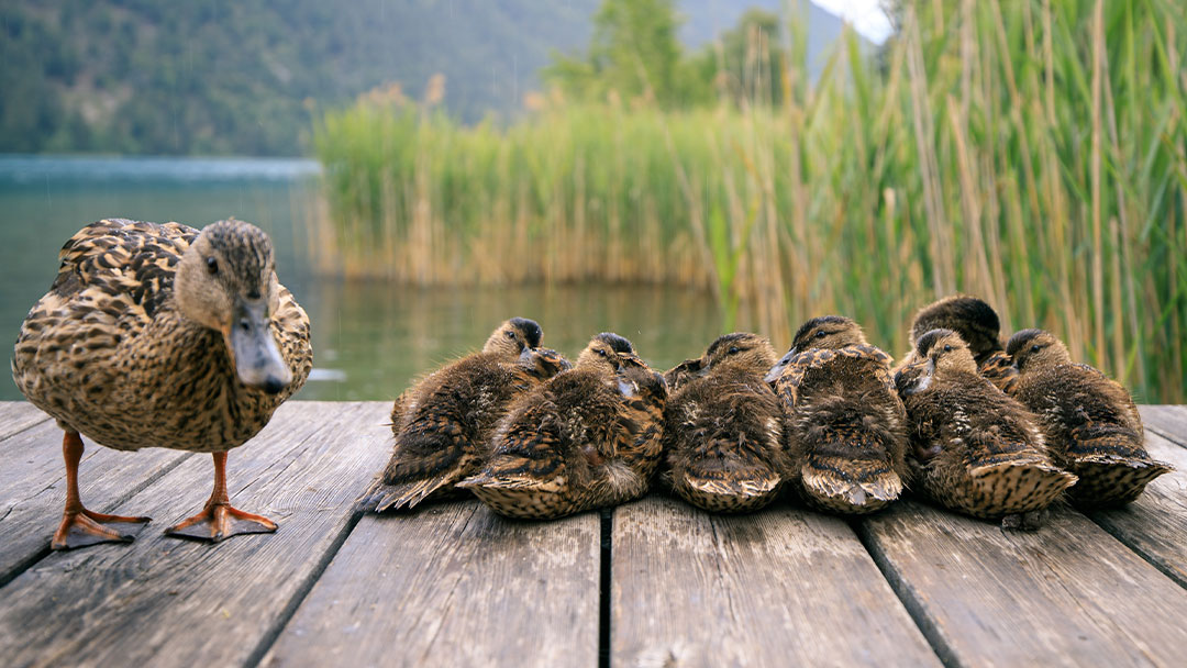 Duck Bill Anatomy & Function Made Easy