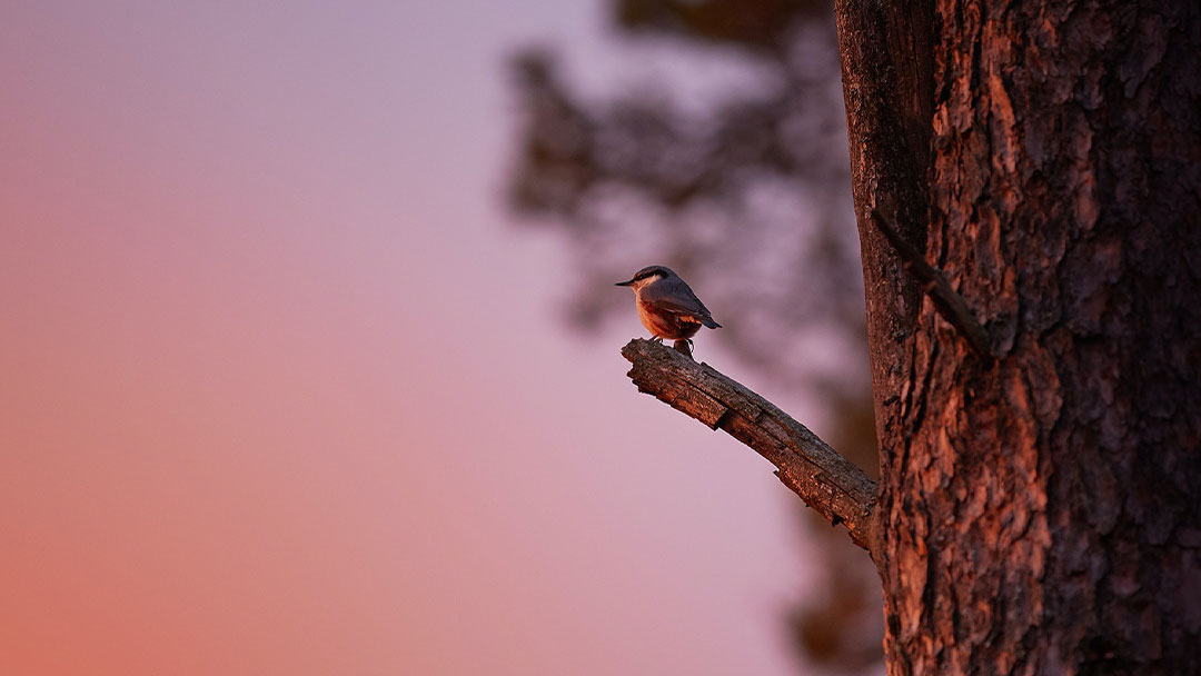 Bird ID Skills: Field Marks That Every Bird Watcher Should Know