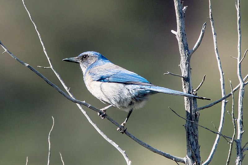 Jay Identification: Learn About The Types of Jays