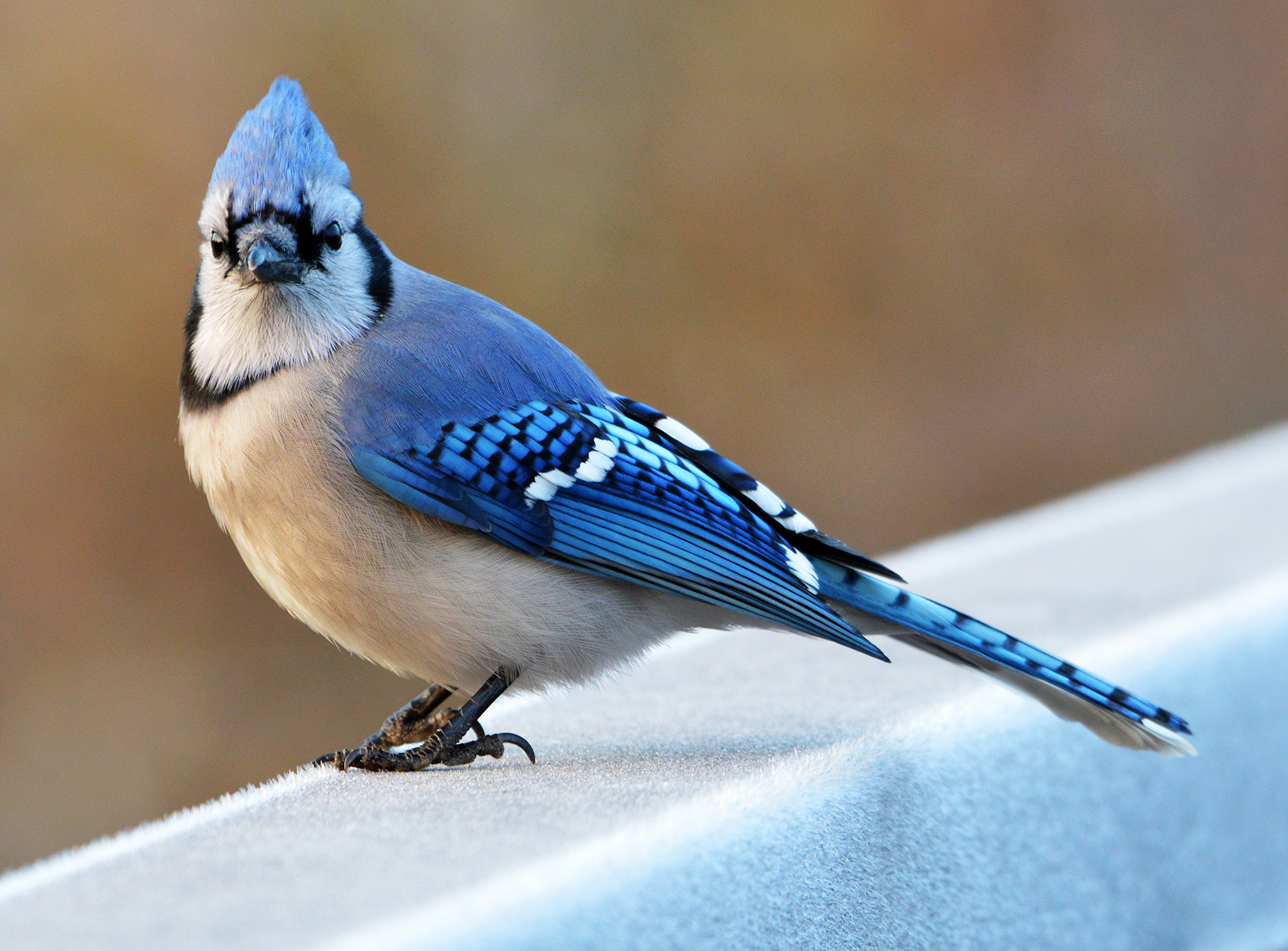 Jay Identification: Learn About The Types of Jays