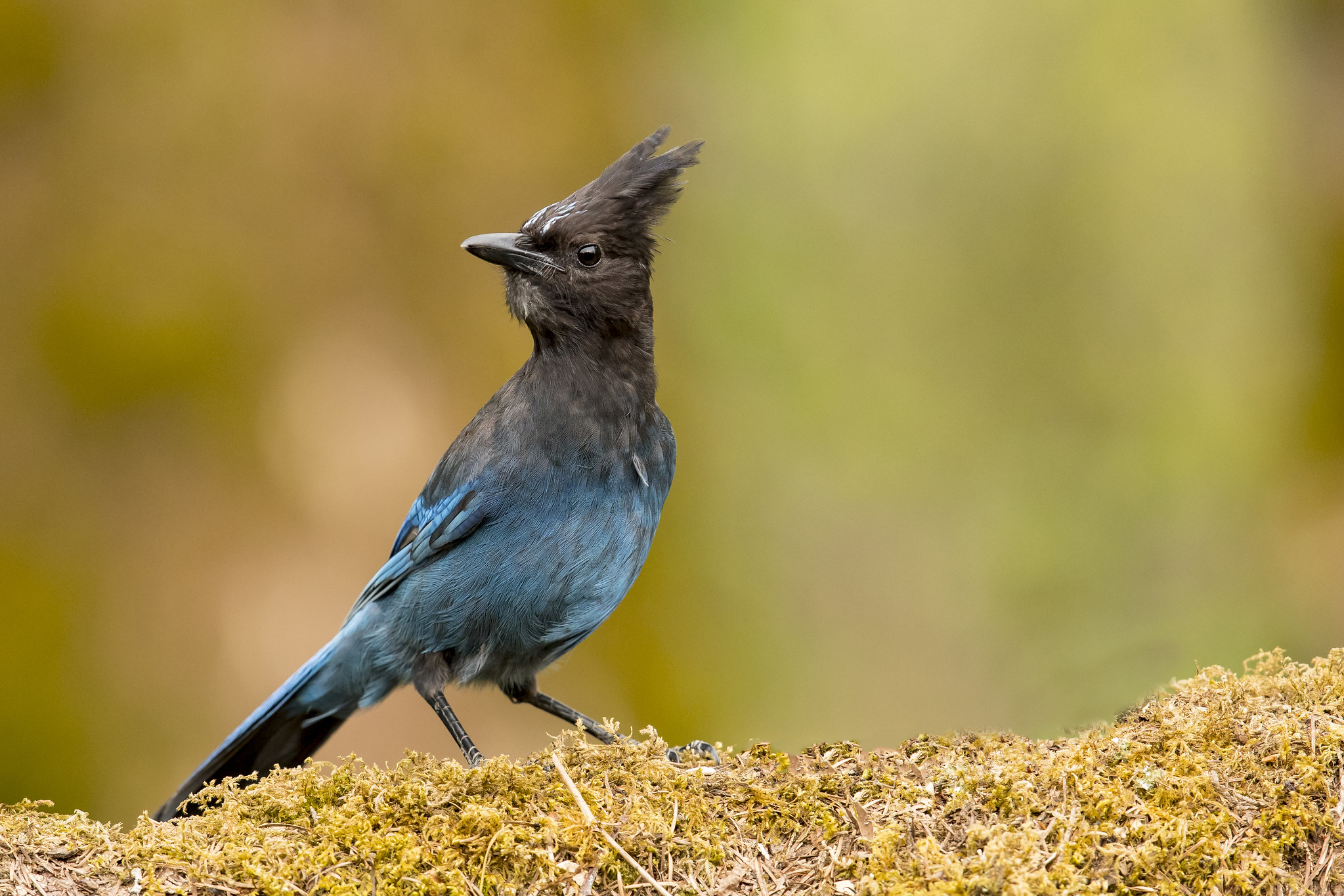 Jay Identification: Learn About The Types of Jays