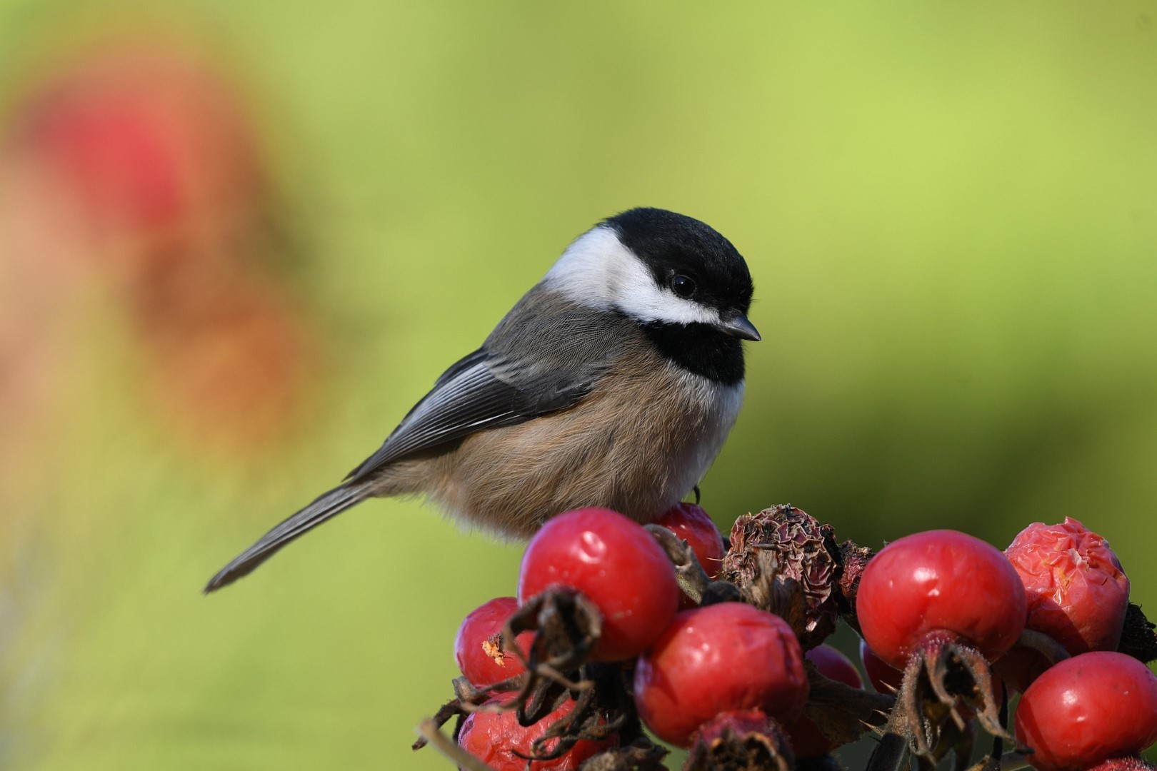 Black-Capped Chickadee: Why This Chick is Important to Our Ecosystems