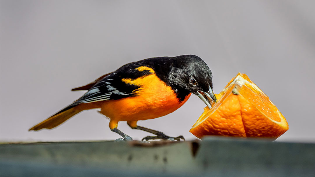 Baltimore Oriole