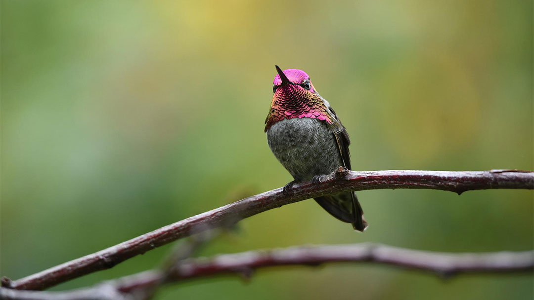 Ruby-Throated Hummingbird