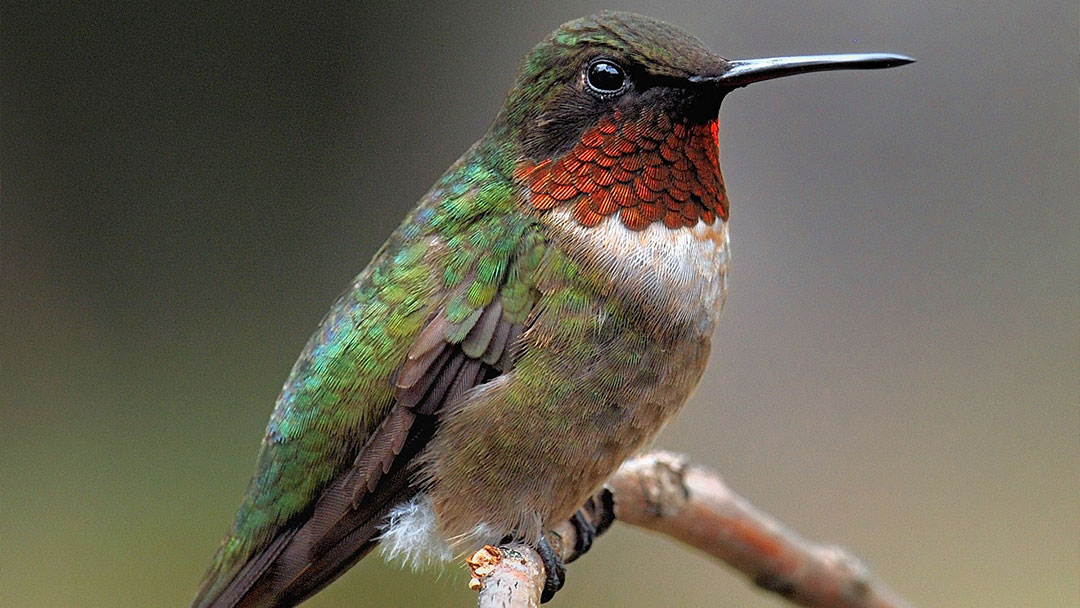 Ruby-Throated Hummingbird