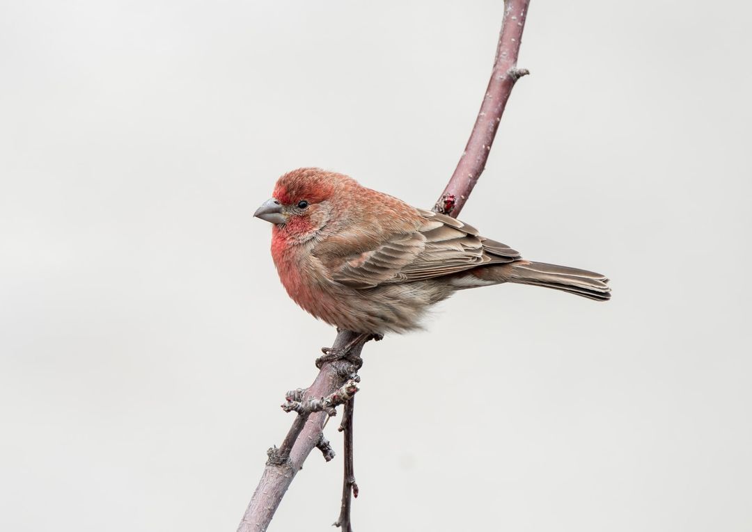 Red Finch
