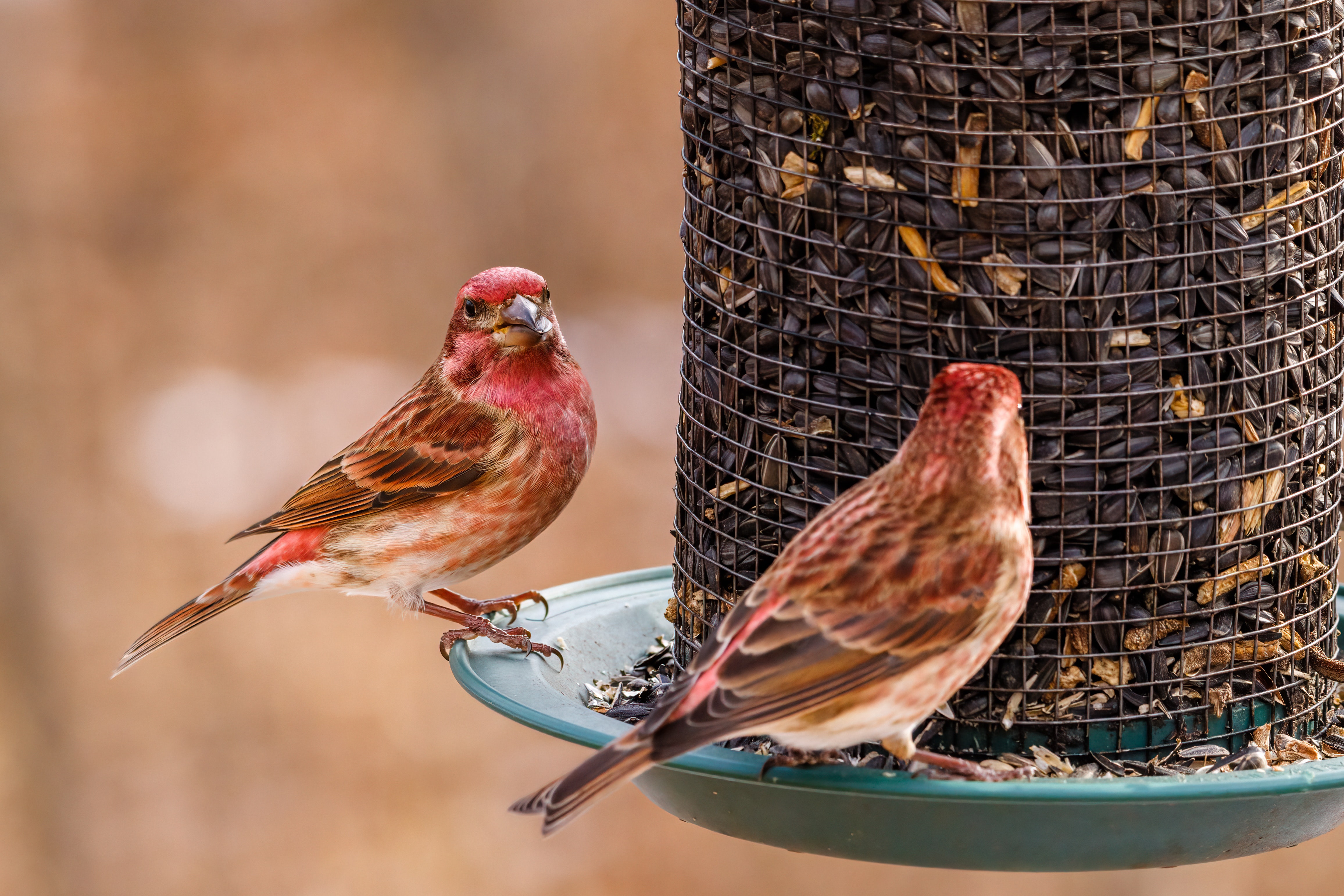 Best Bird Feeders - Guide on Wild Bird Feeders