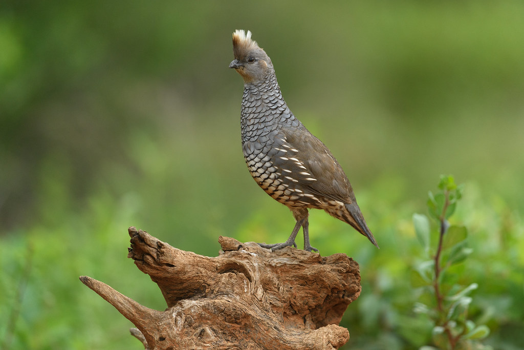 Scaled Quail