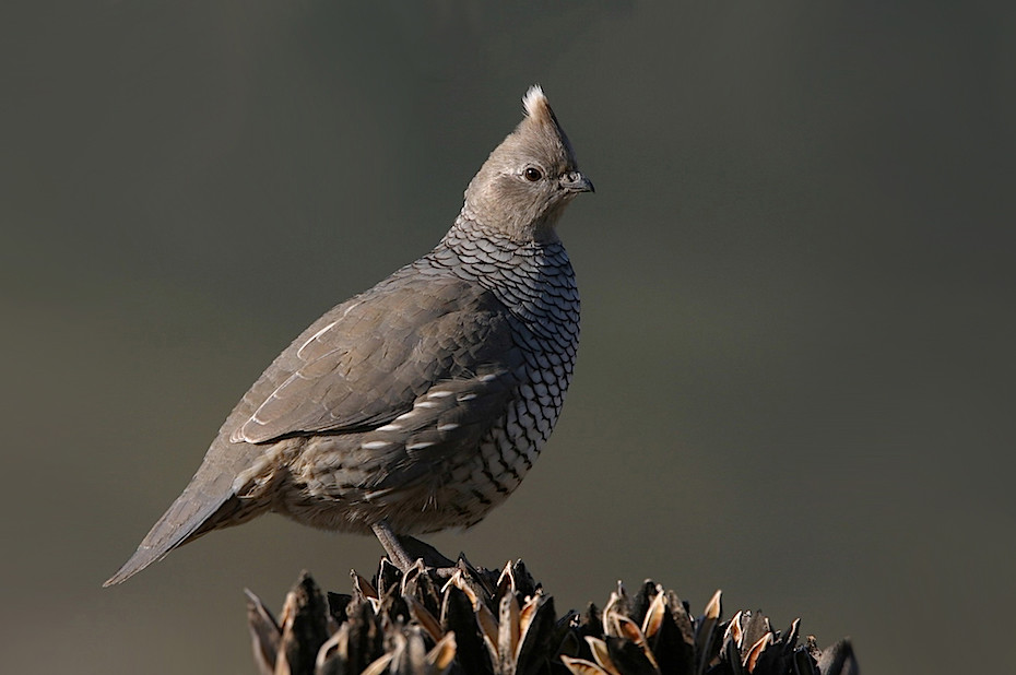 Scaled Quail