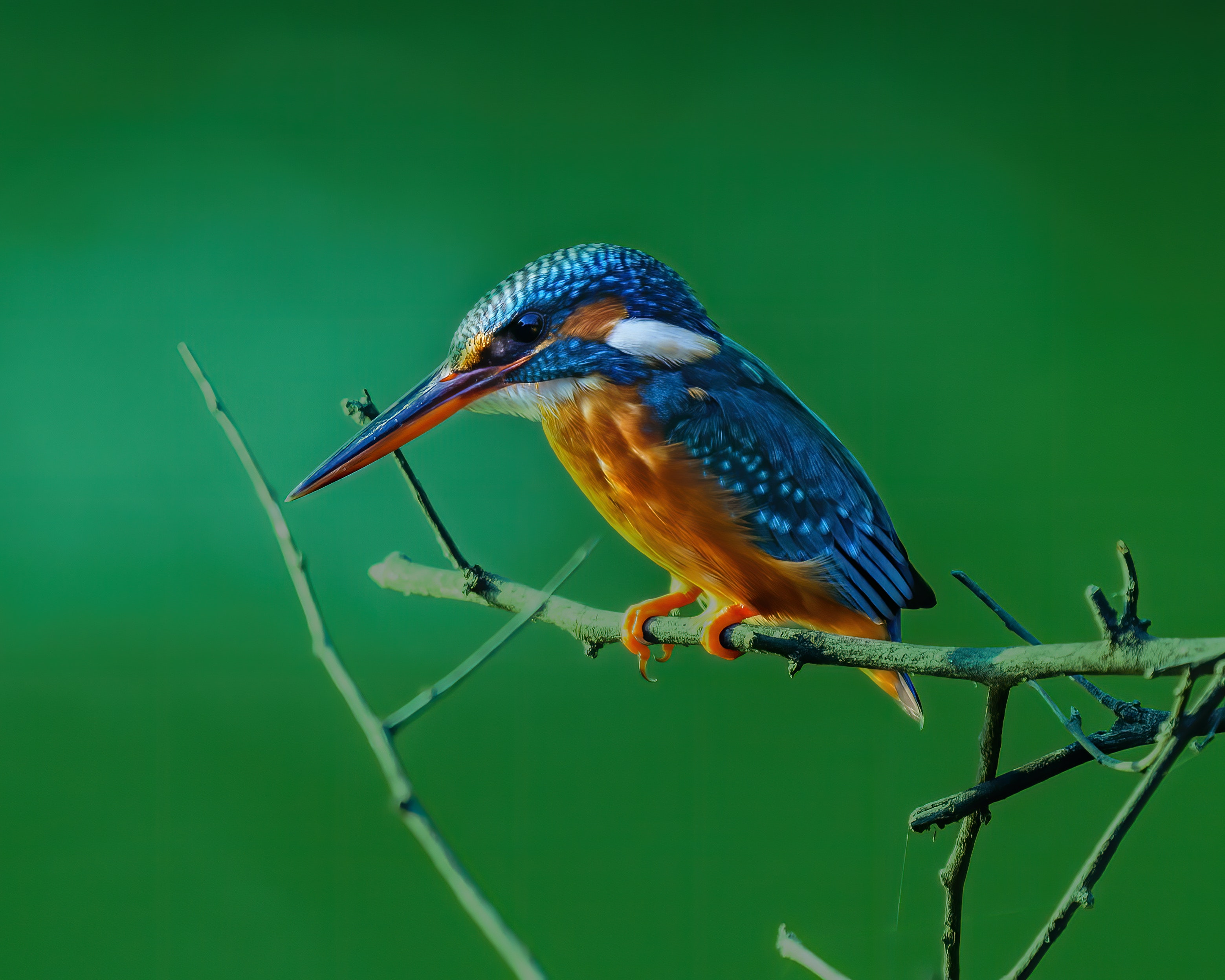Mastering Bird Photography: Capture Feathered Beauty