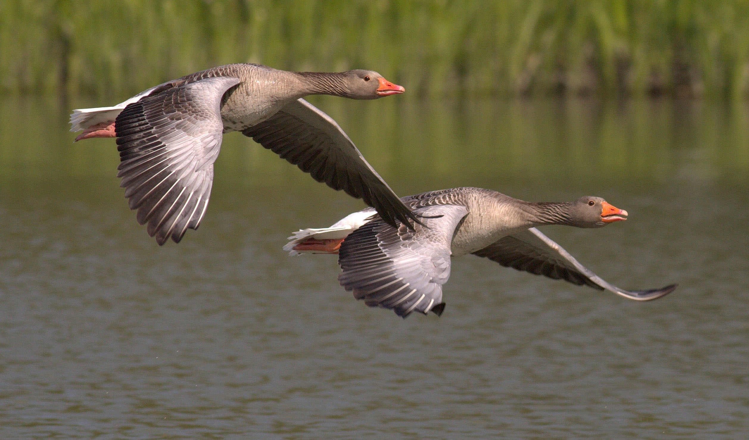 Migratory Birds: Seasonal Patterns & Observation Tips