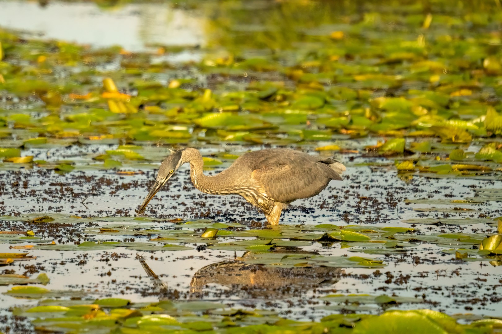 Birds & Climate Change: What Birders Should Know