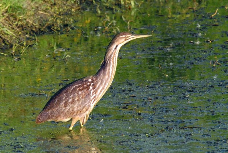 American Bittern