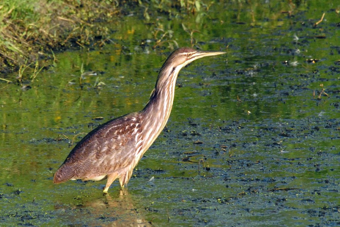 American Bittern