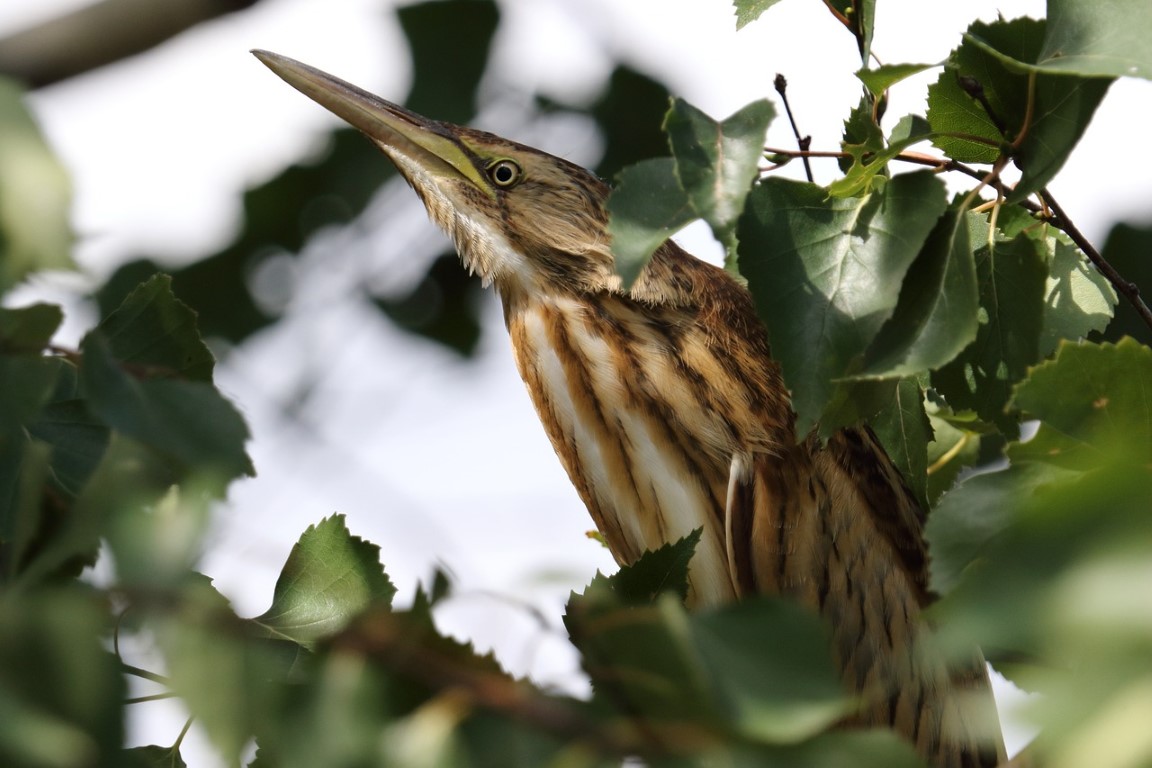 American Bittern