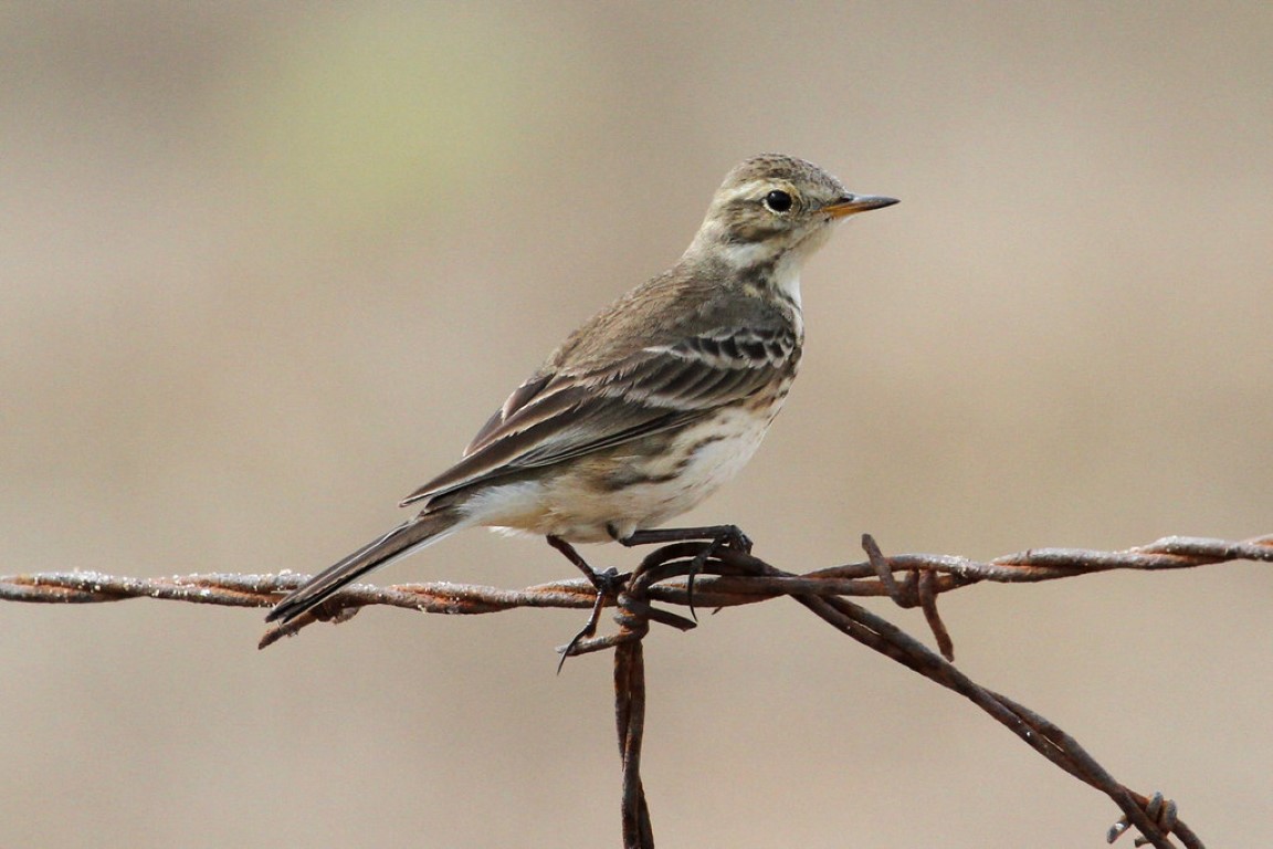 American Pipit