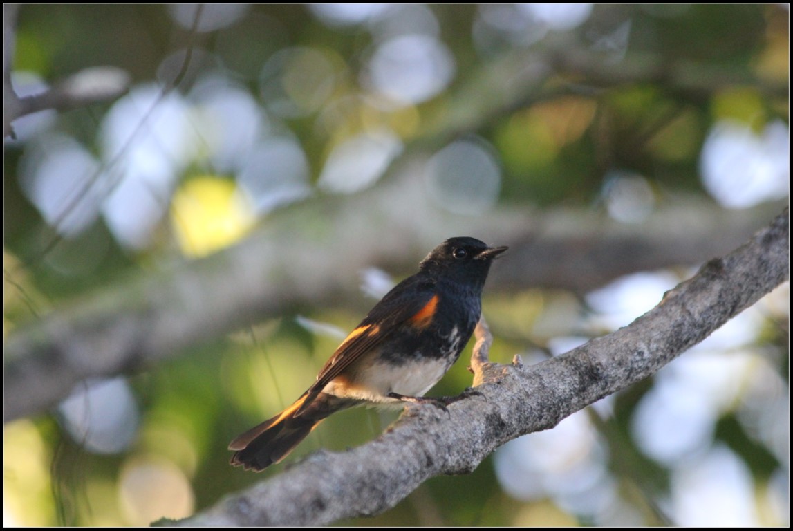 American Redstart