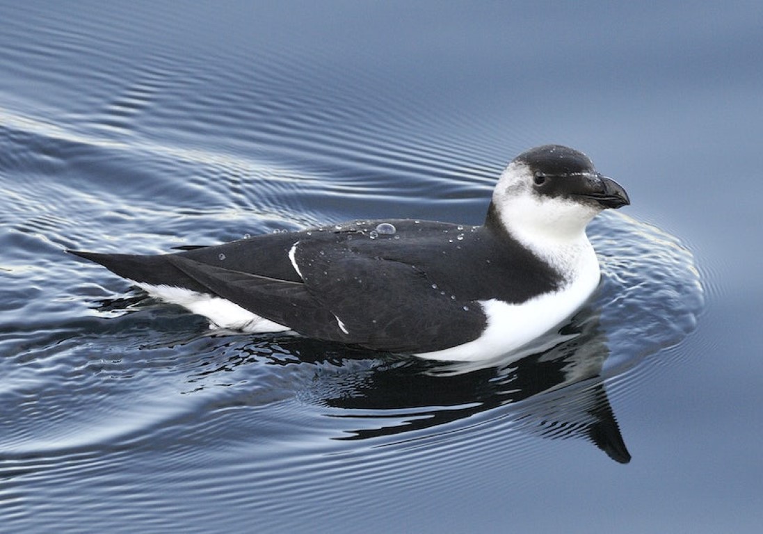 Ancient Murrelet