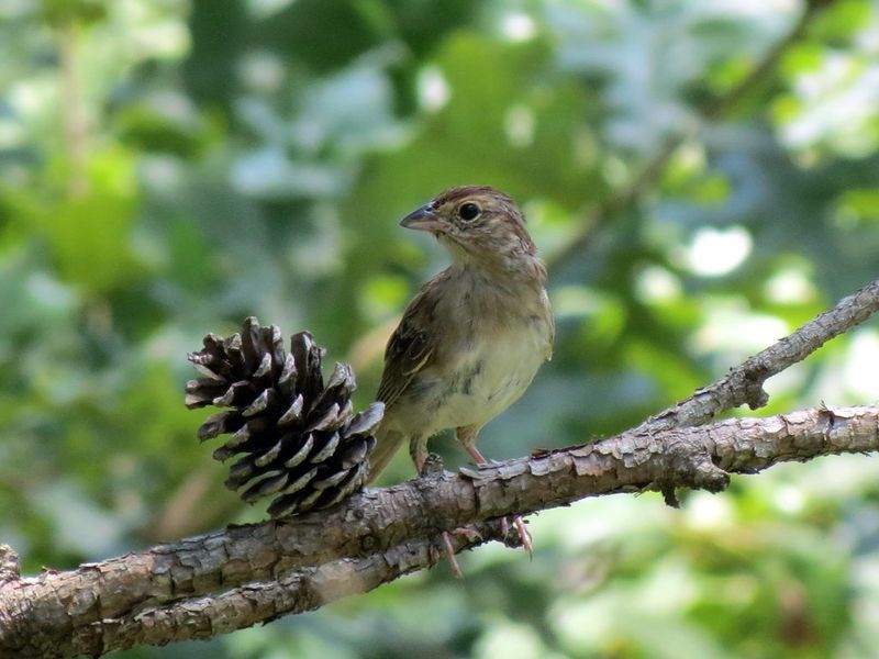 Bachman's Sparrow