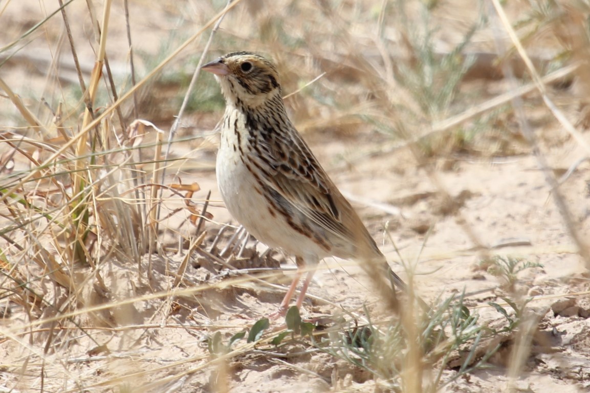 Baird's Sparrow