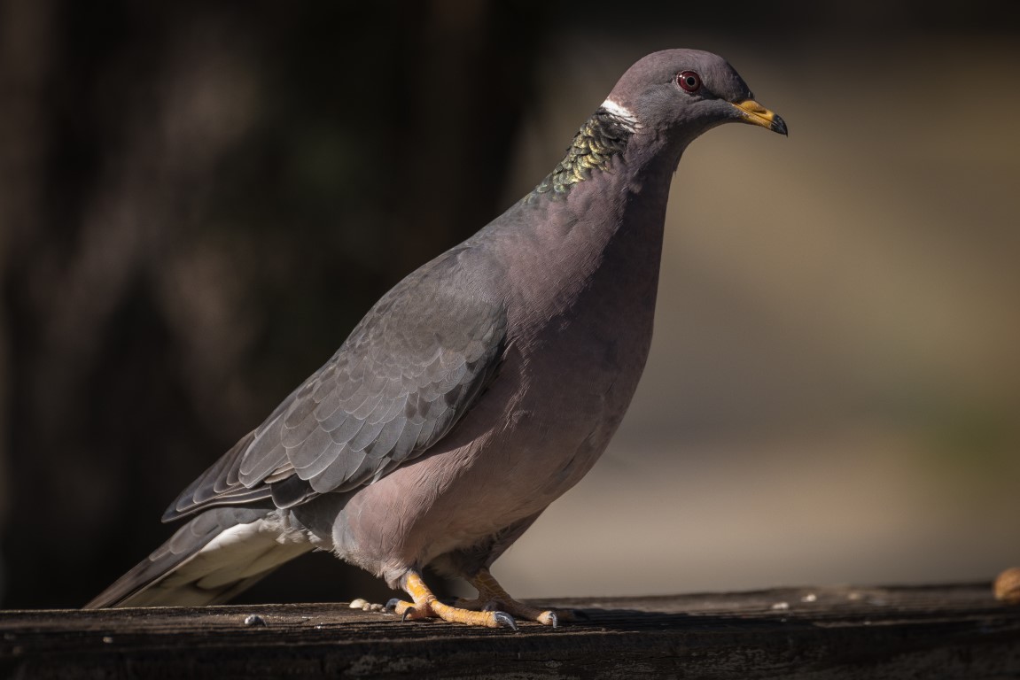 Band-tailed Pigeon