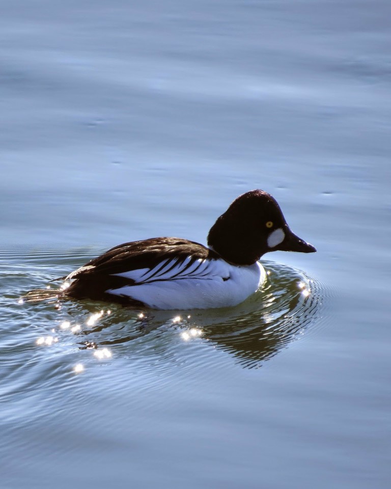 Barrow's Goldeneye