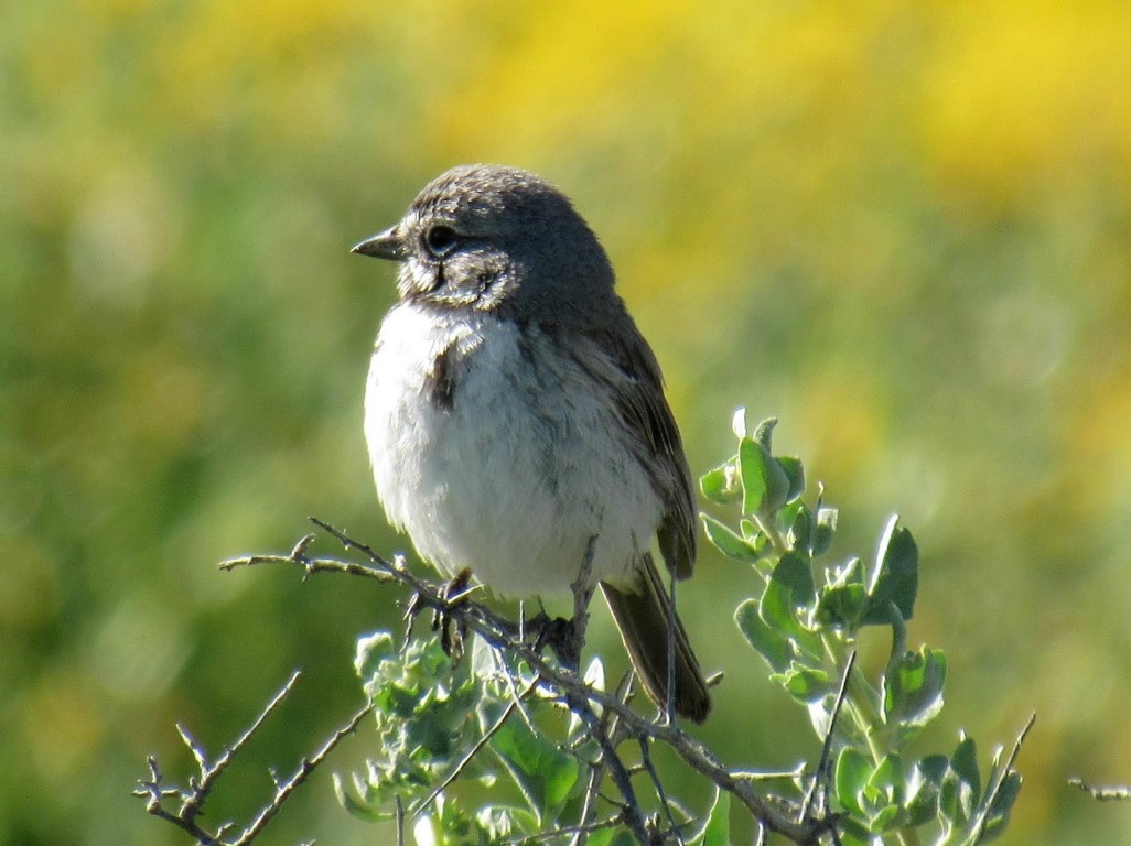 Bell's Sparrow