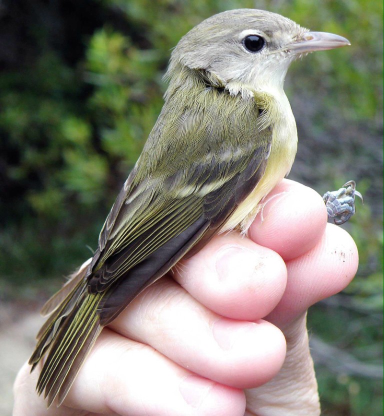 Bell's Vireo