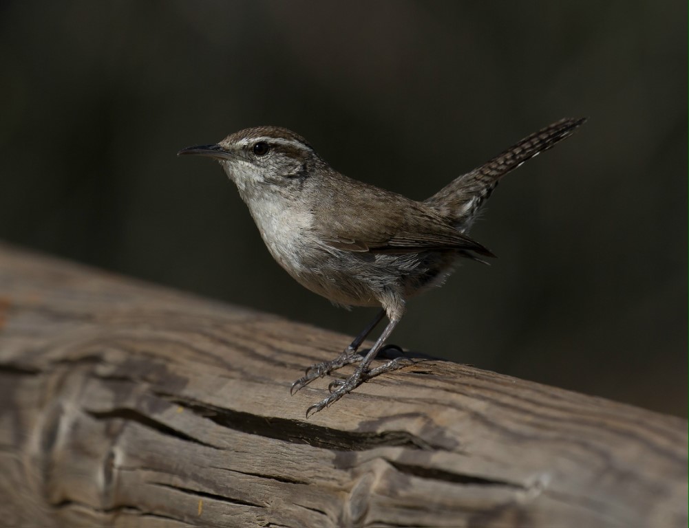 Bewick's Wren