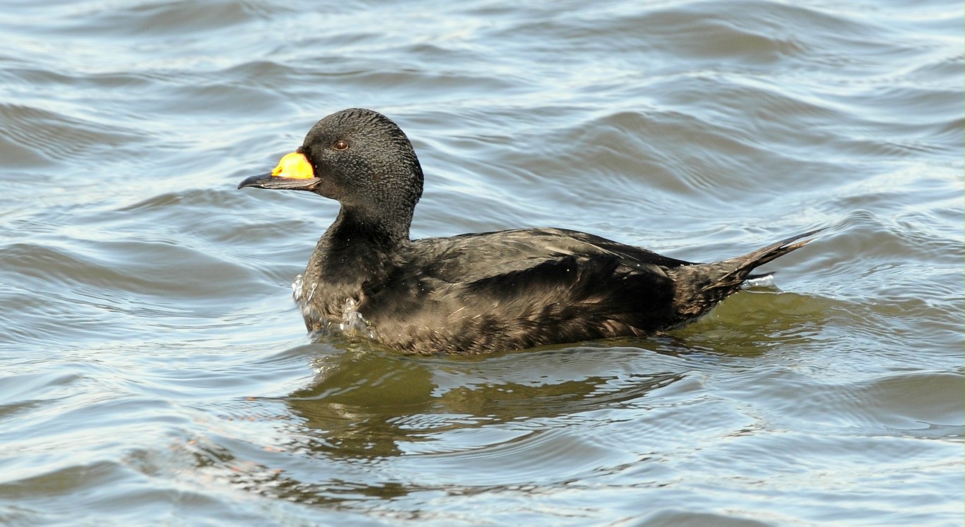 Black Scoter