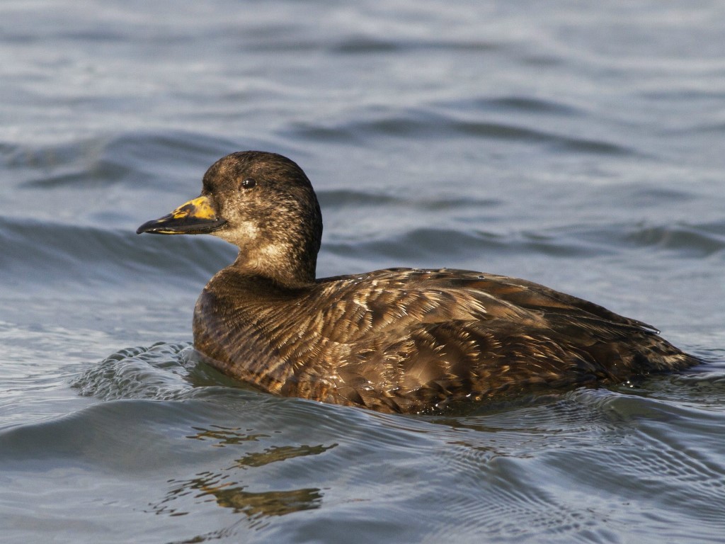 Black Scoter