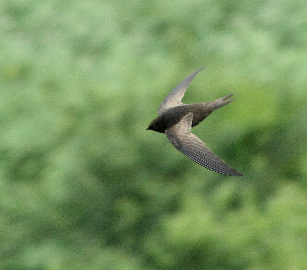 Black Swift