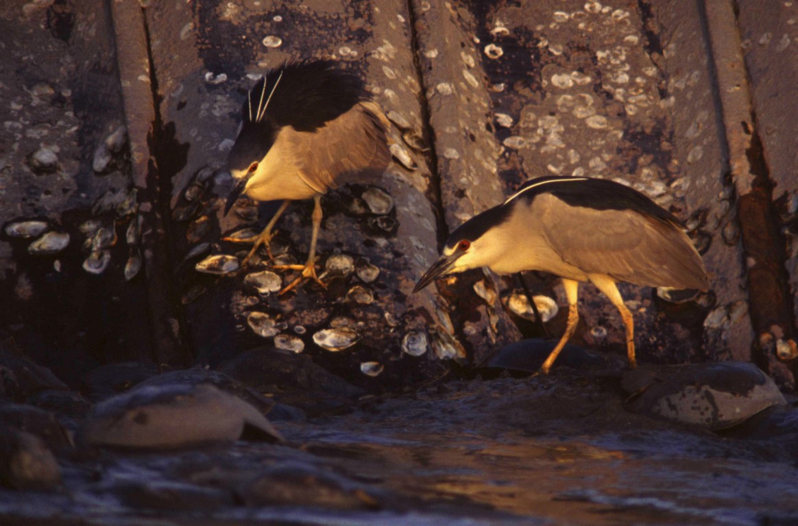 Black-crowned Night-Heron