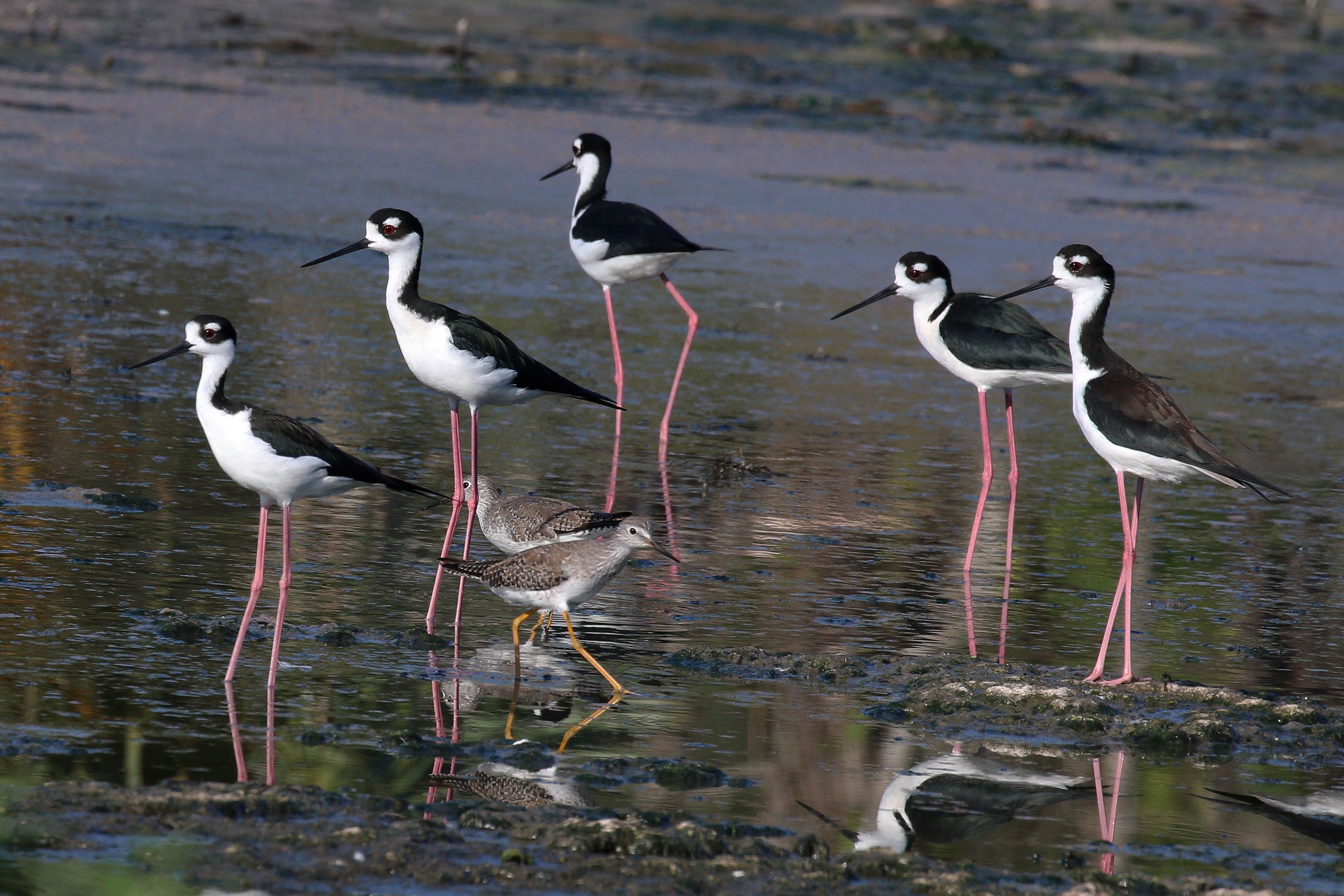 Black-necked Stilt