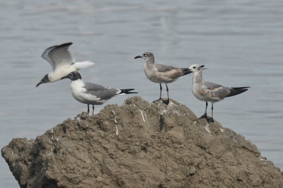 Bonaparte's Gull