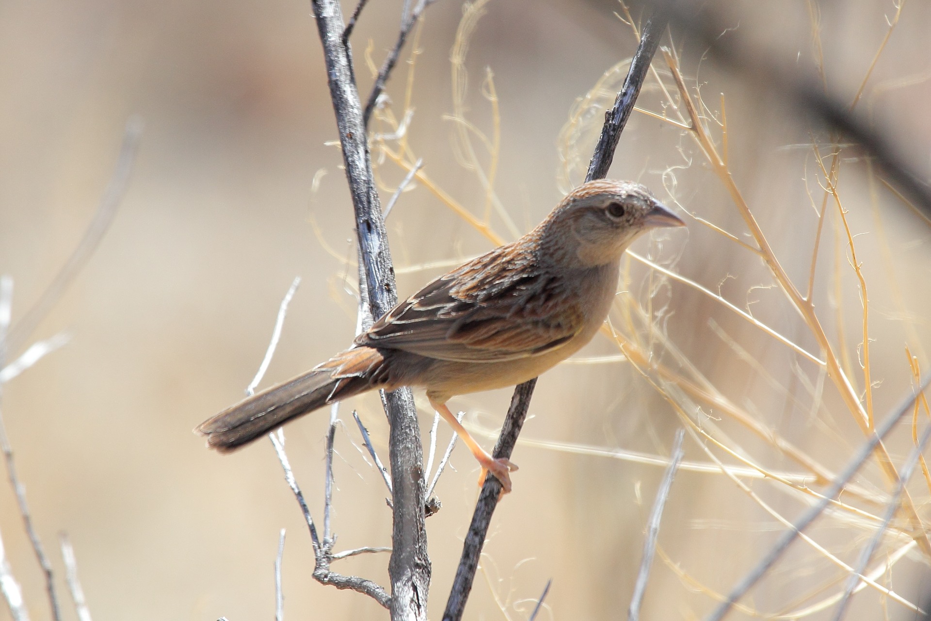 Botteri's Sparrow