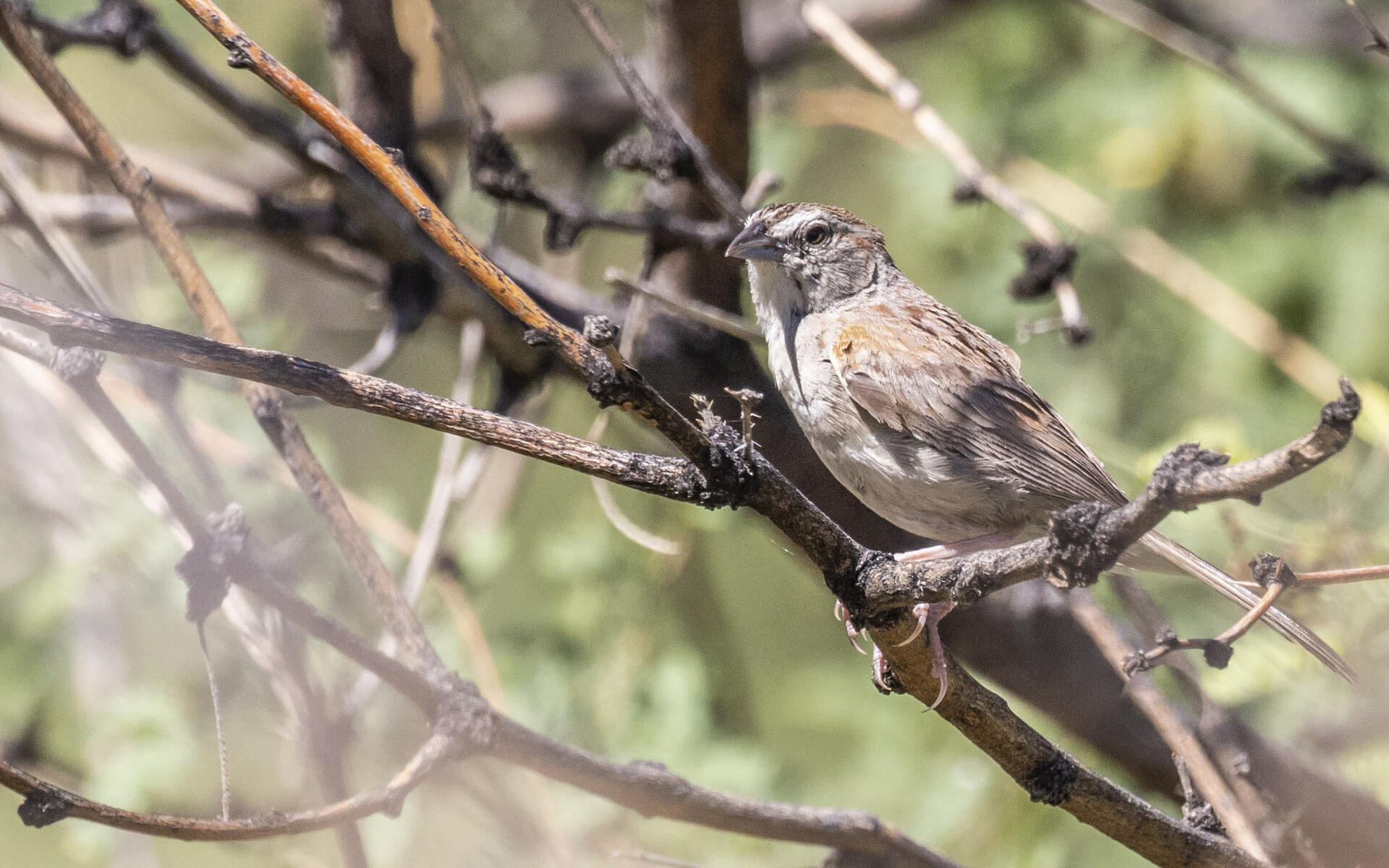 Botteri's Sparrow
