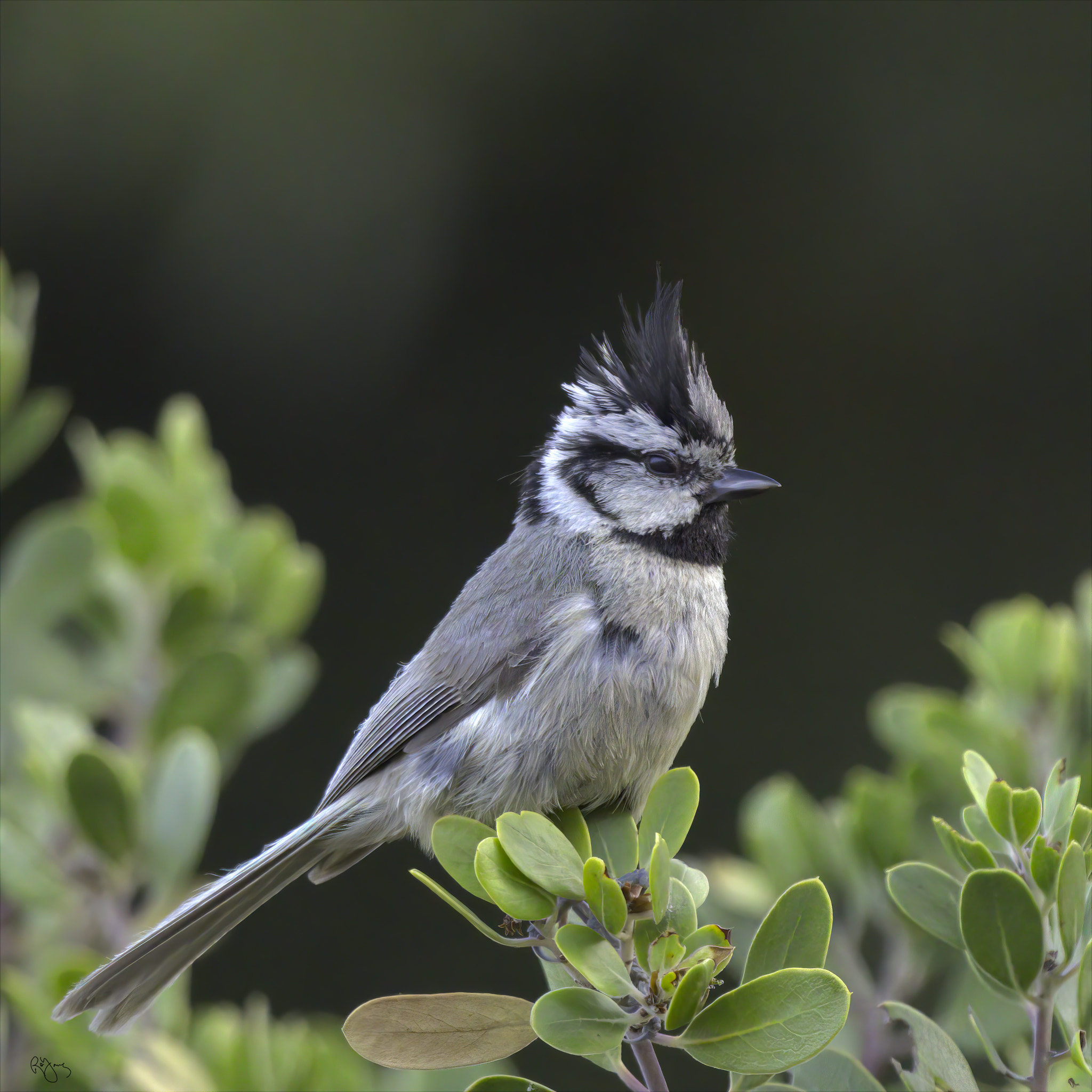 Bridled Titmouse