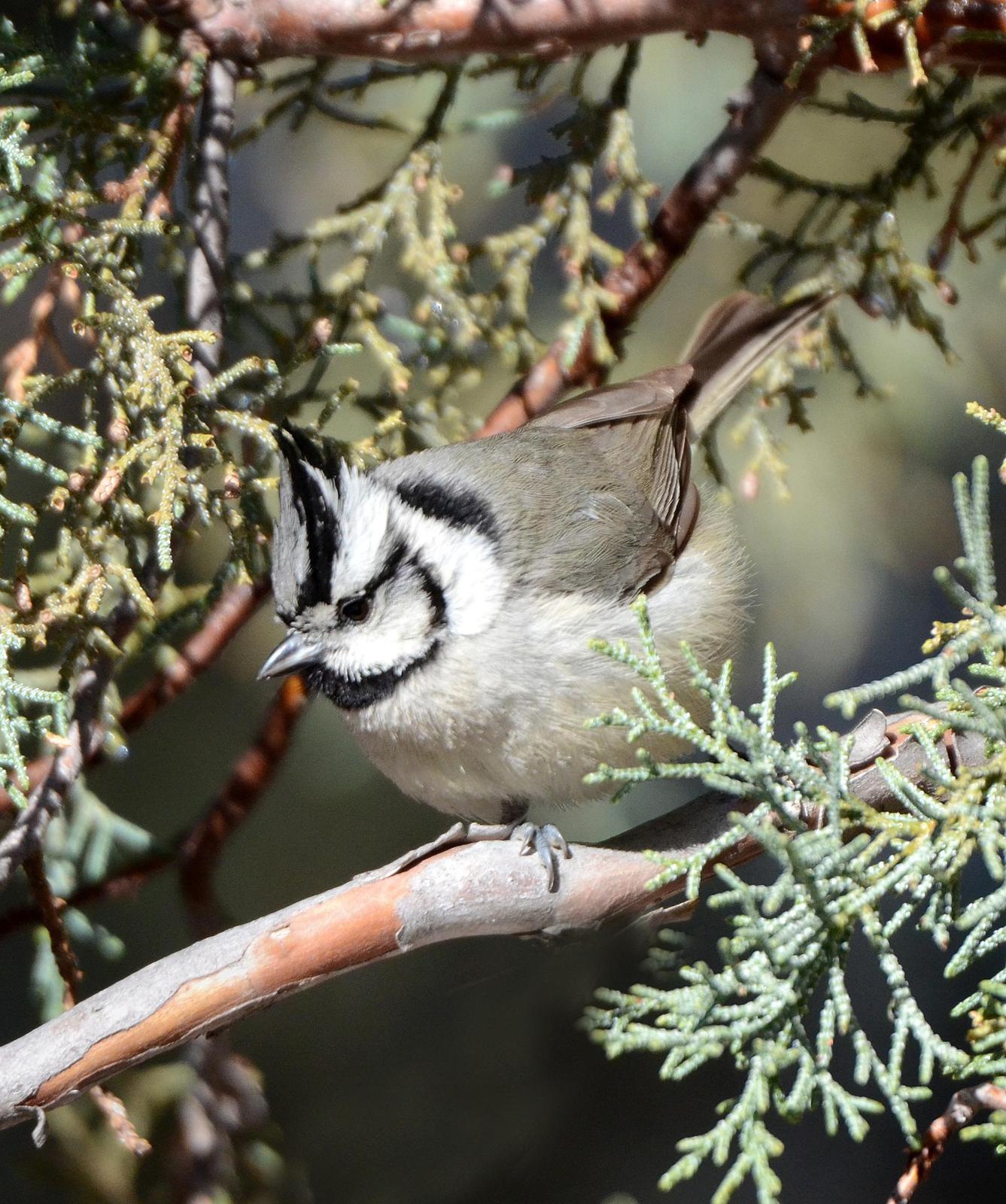 Bridled Titmouse