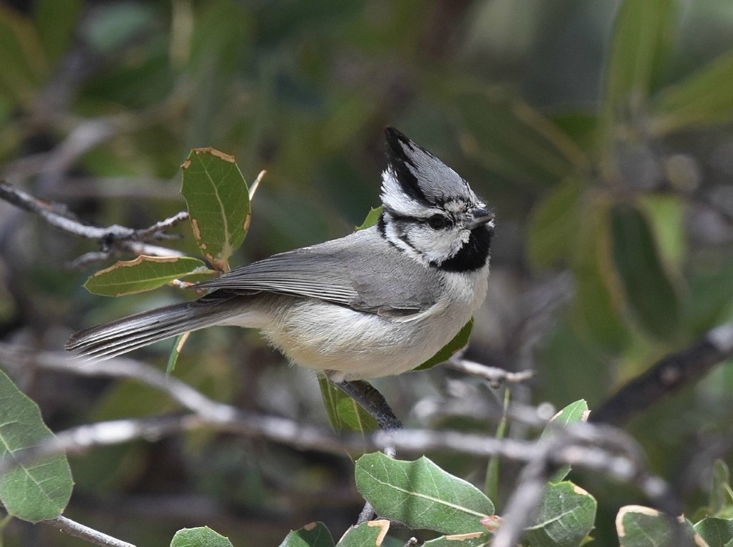 Bridled Titmouse