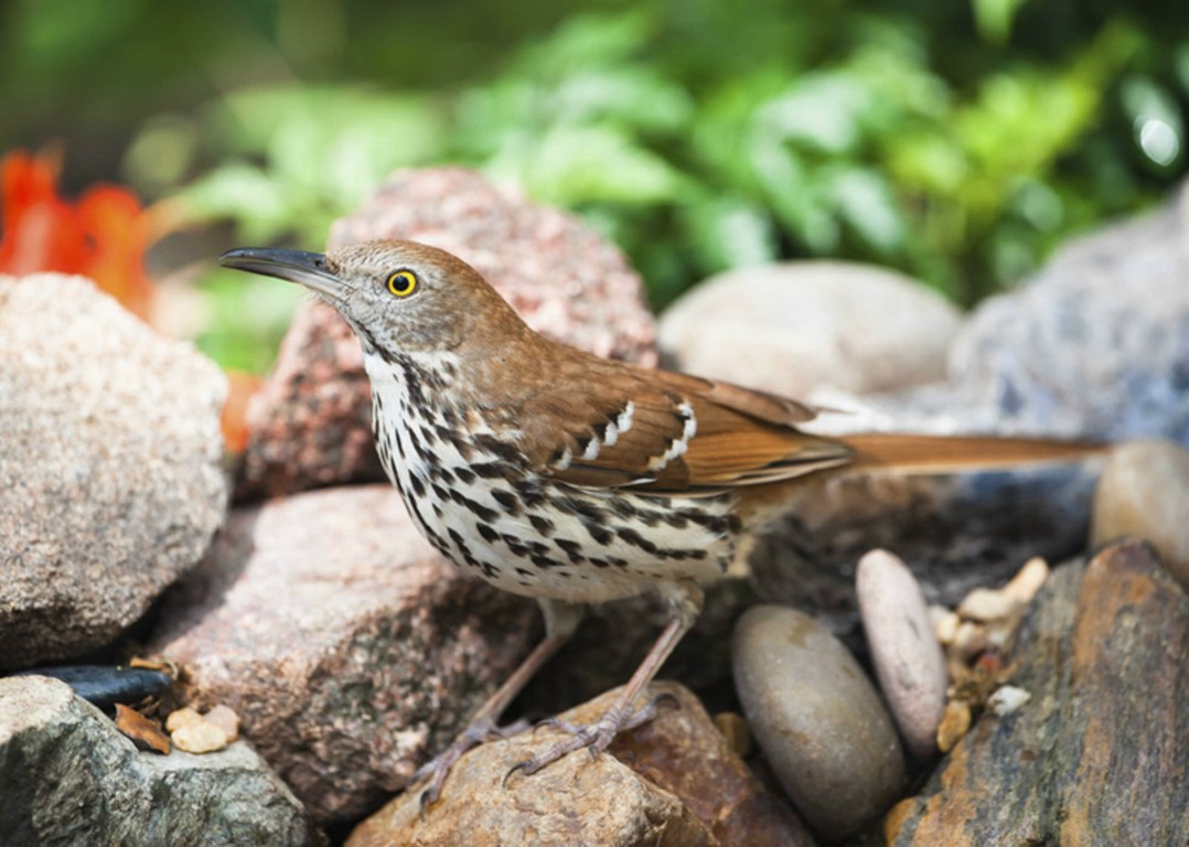 Brown Thrasher