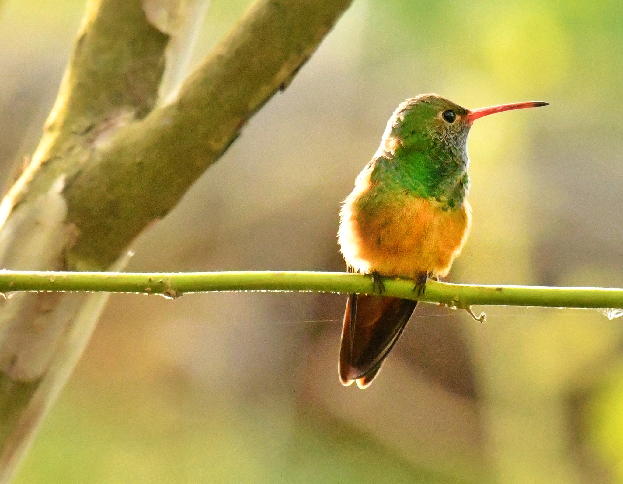 Buff-bellied Hummingbird