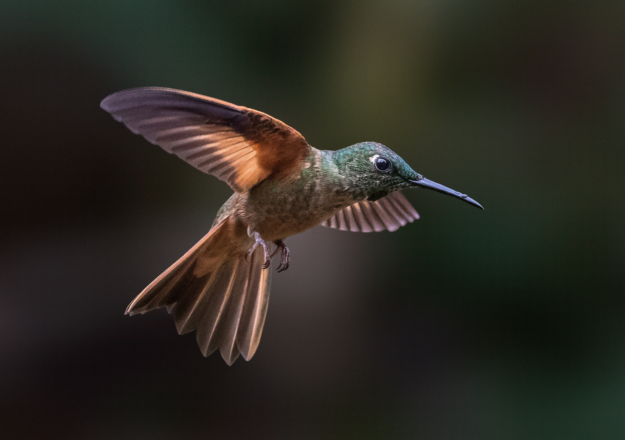 Buff-bellied Hummingbird