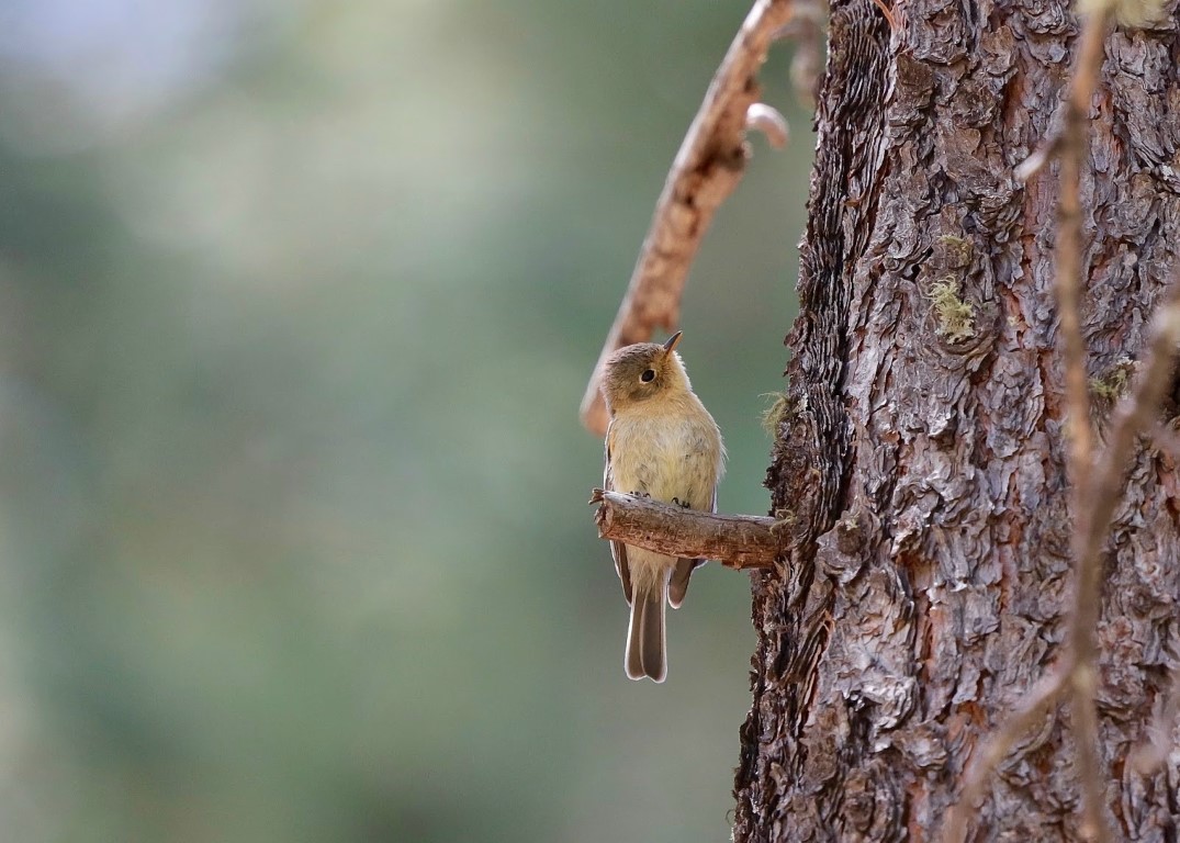 Buff-breasted Flycatcher