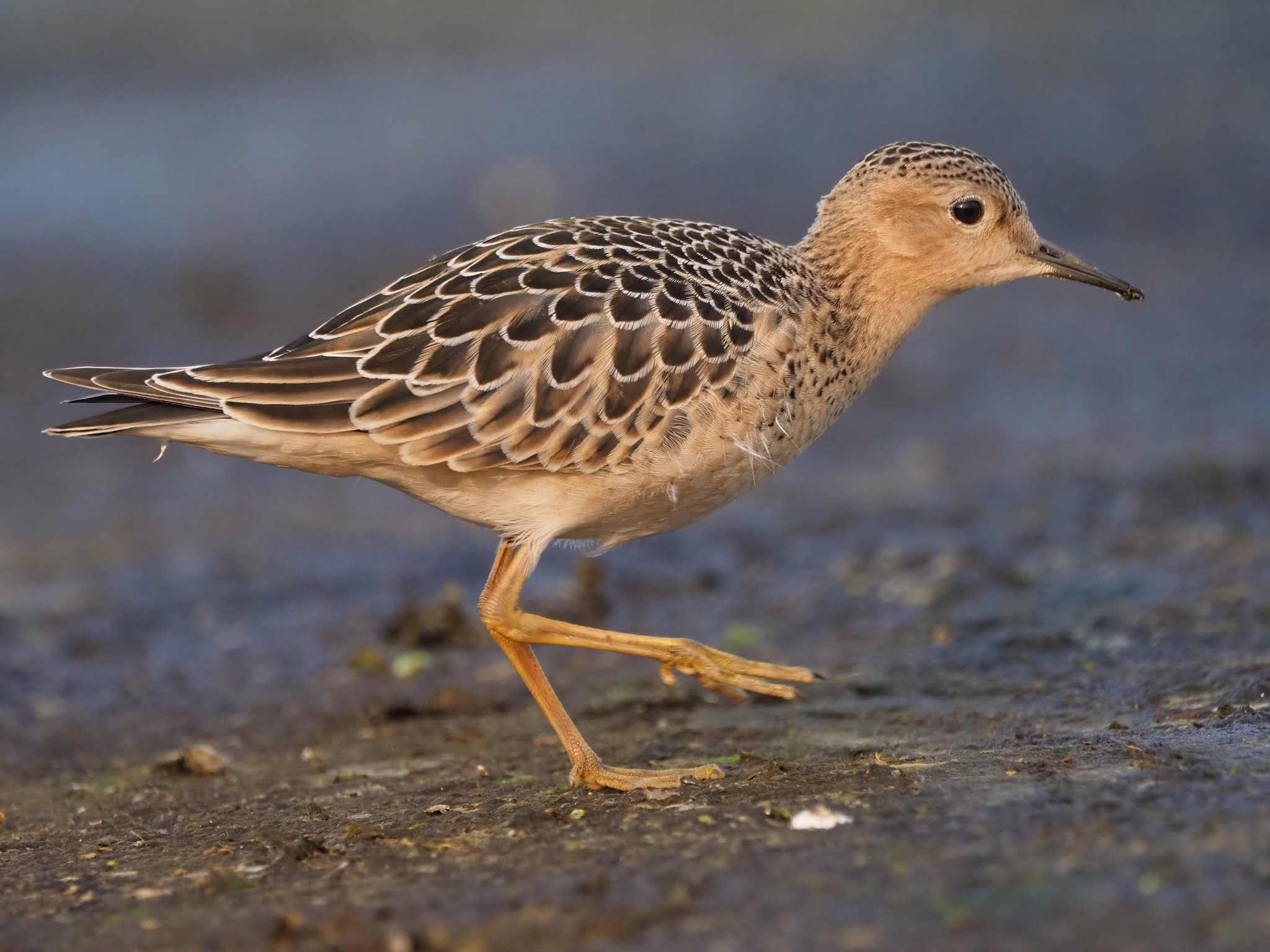 Buff-breasted Sandpiper