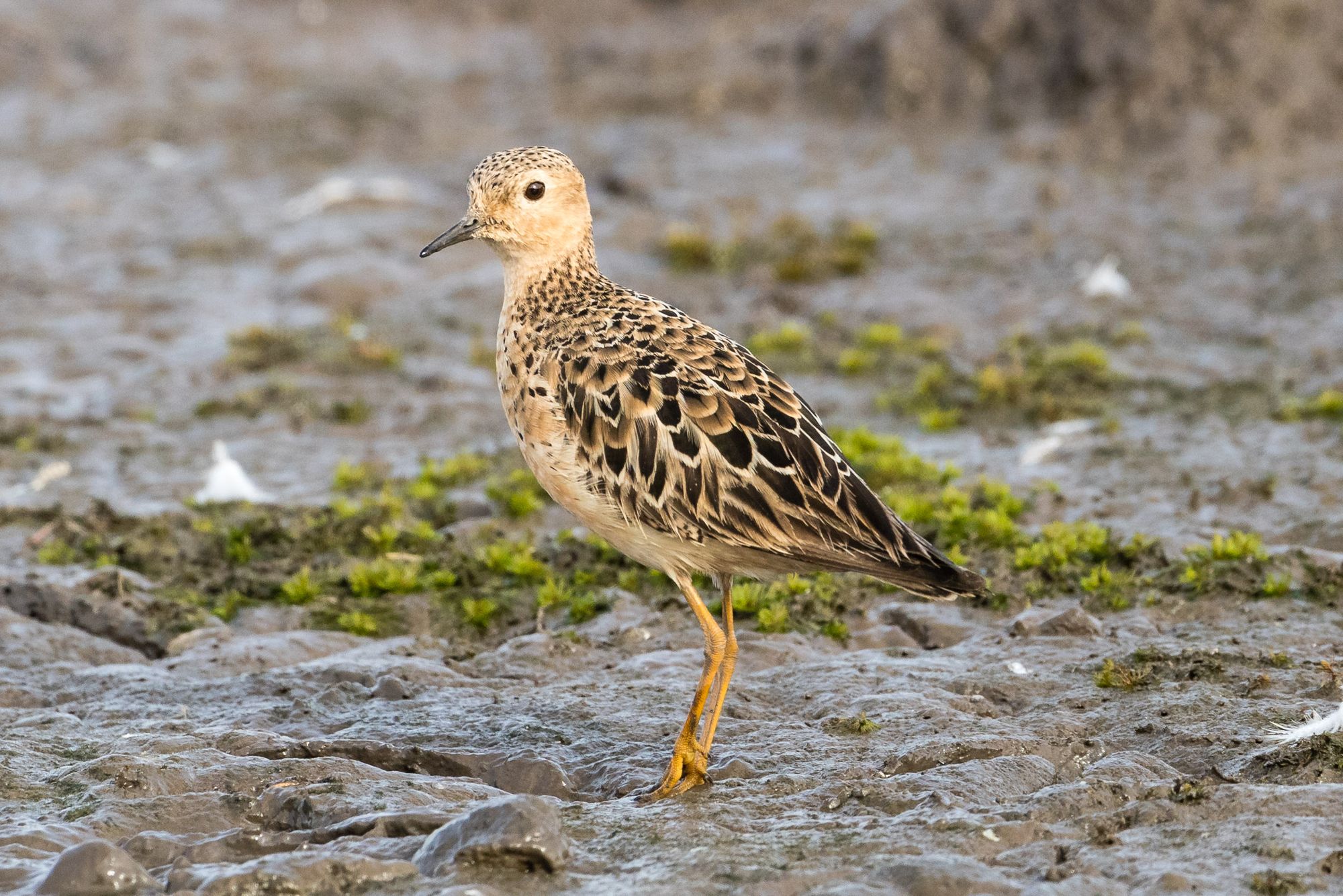 Buff-breasted Sandpiper